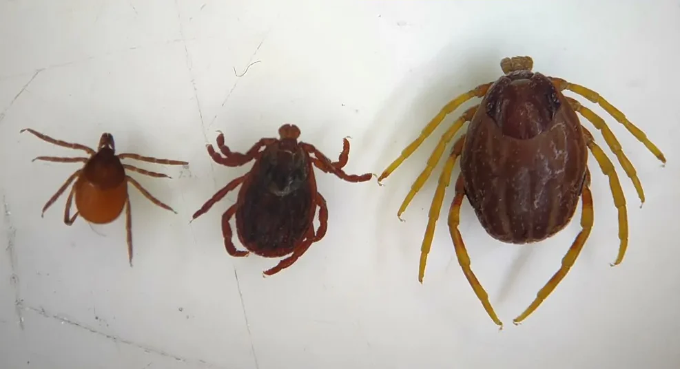 Taki mamy klimat. Gigantyczne kleszcze zawitały do Polski - Serwis Naukowy UW